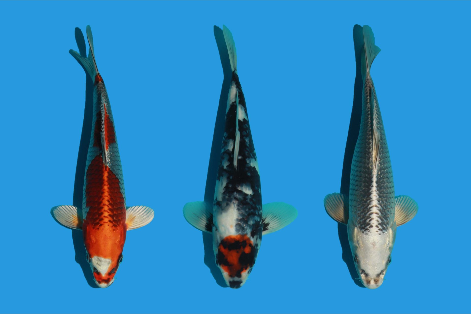 KR 222808 15 Koi Radar KR 222808 15 Koi Radar
